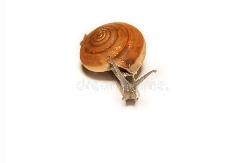 Snail Isolated on White, Shooting Animals at Close Range. Stock Photo ...