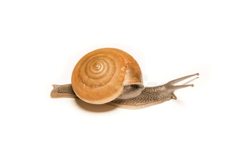 Snail Isolated on White, Shooting Animals at Close Range. Stock Photo ...
