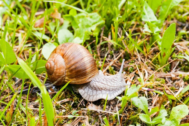 A snail with its shell stock image. Image of mollusk - 251384153
