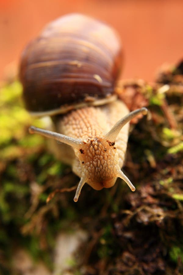 Snail stock image. Image of pine, indoors, nature, garden - 29740935