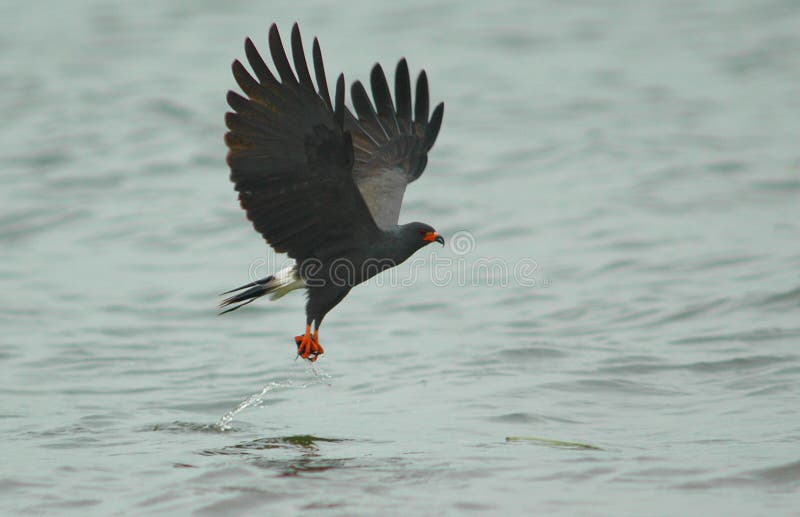 A Snail Kite stock image. Image of hunting, kite, sociabilis - 428143