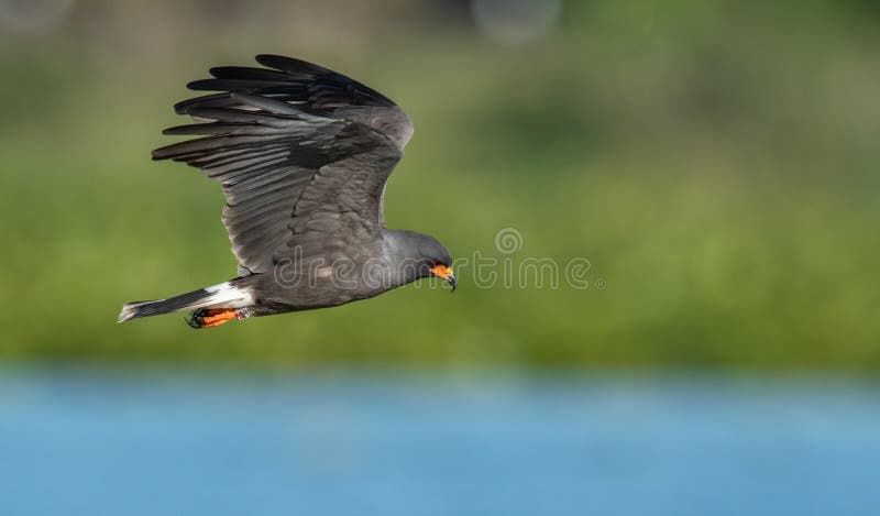 Snail Kite in Florida stock image. Image of coral, female - 148096115