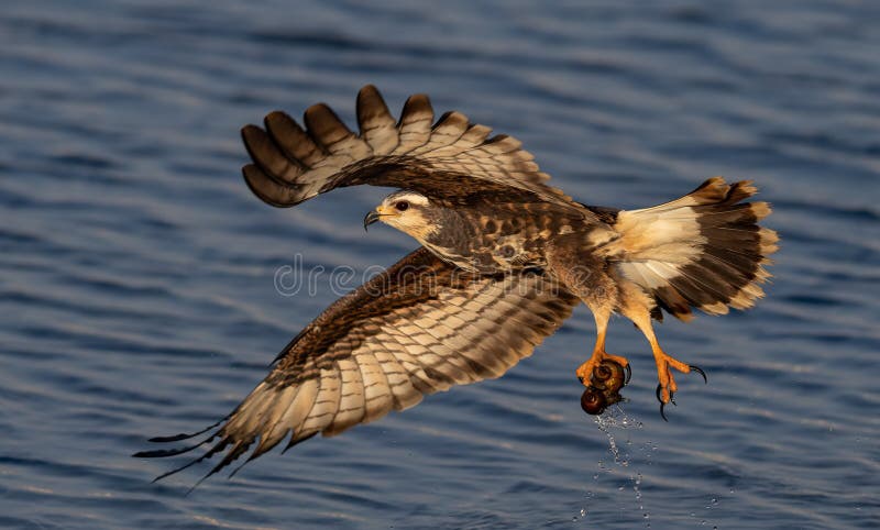 A Snail Kite Hunting stock image. Image of american - 246115859