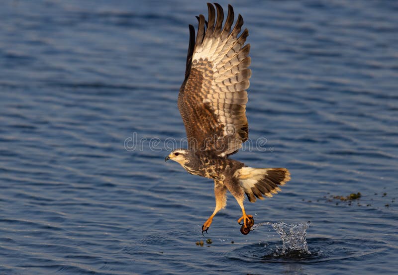 A Snail Kite Hunting stock image. Image of banff, icefields - 246115881