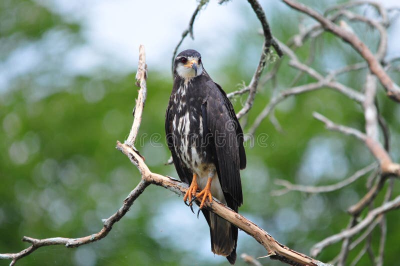 Snail Kite stock photo. Image of woods, tree, branch - 31065658