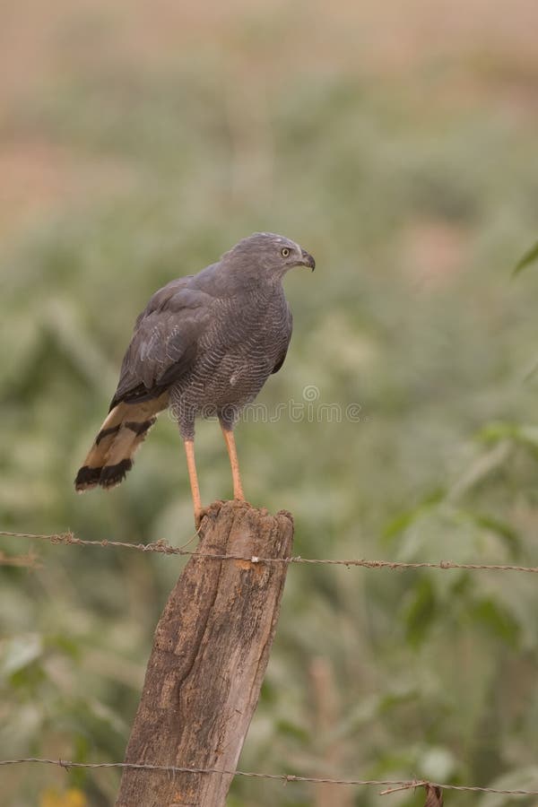 Snail Kite, Rostrhamus Sociabilis, Stock Image - Image of brazil ...