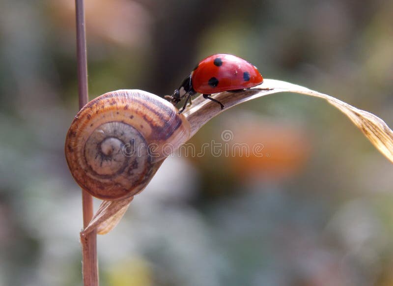 Snail and ladybug stock image. Image of insect, animal - 98038629