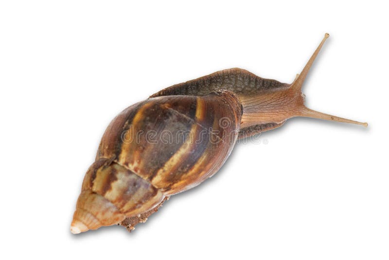 Snail stock image. Image of lovable, purebred, looking - 53232535