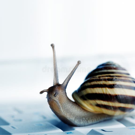 Snail on a laptop stock image. Image of snail, keyboard - 9297021