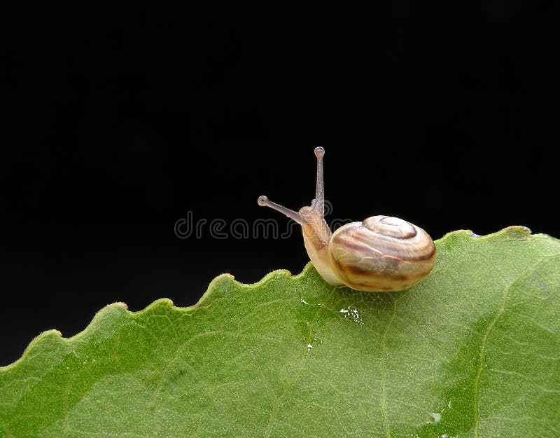 Snail on leaf stock photo. Image of stem, mollusc, horns - 1233164
