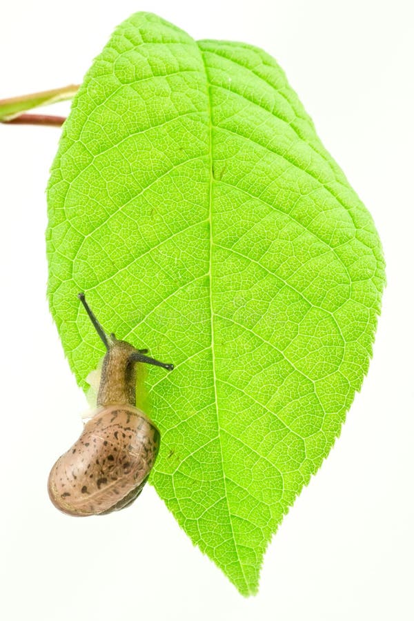 Snail on leaf stock image. Image of crawling, nature - 14308927