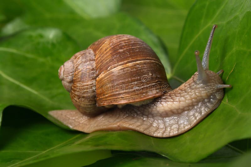 Snail on the leaf stock image. Image of shell, escargot - 17446875