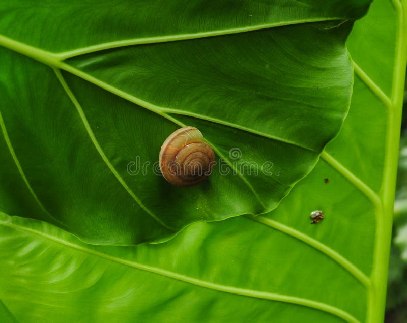 Snail on leaf stock photo. Image of gardening, detailed - 19892160