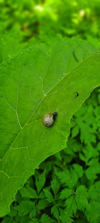 Snail in leaf stock image. Image of leaf, tree, animal - 225174637