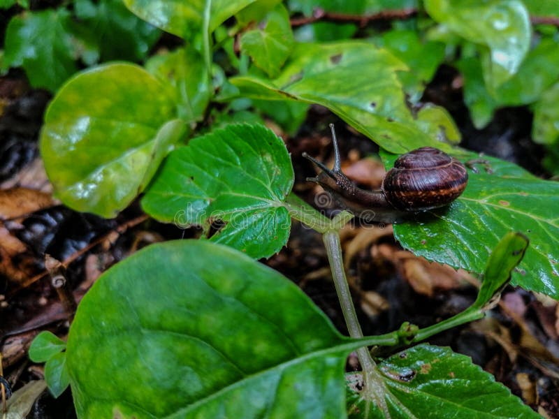 Snail on leaf stock image. Image of flower, insect, tree - 228039505