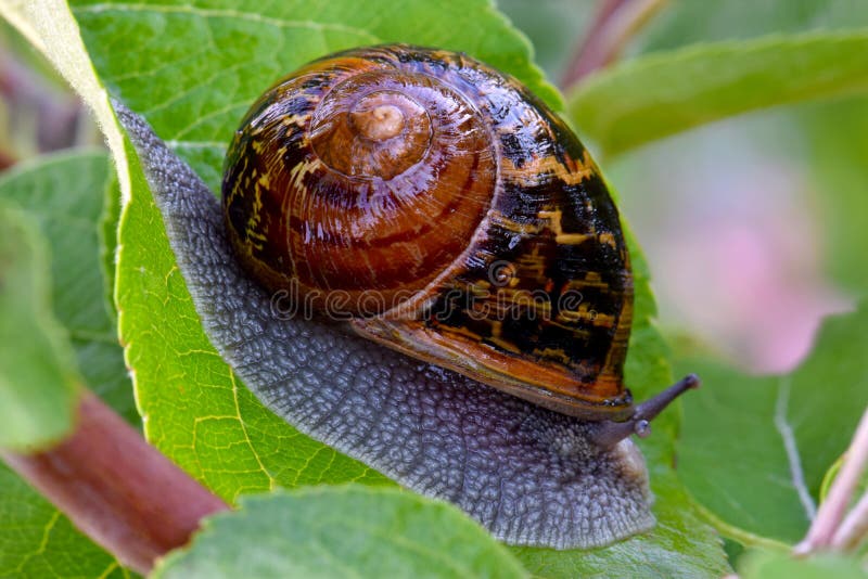 Snail on Green Leaf 01 stock image. Image of escargo - 252544831