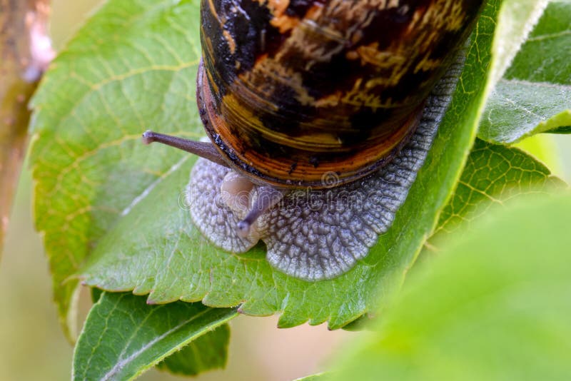 Snail on Green Leaf 02 stock photo. Image of natural - 252544848