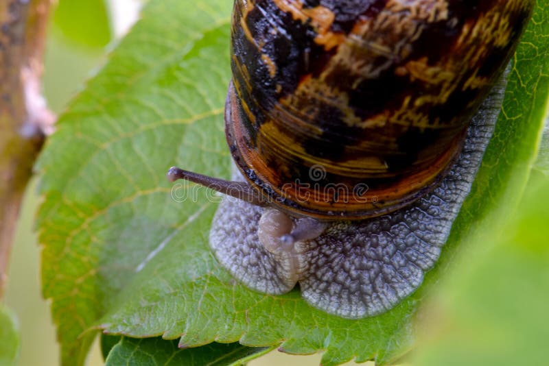 Snail on Green Leaf 03 stock photo. Image of shell, gastropod - 252544866