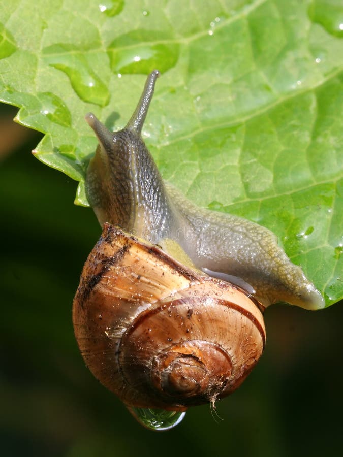 Snail on leaf stock photo. Image of waterdrops, green - 2643692