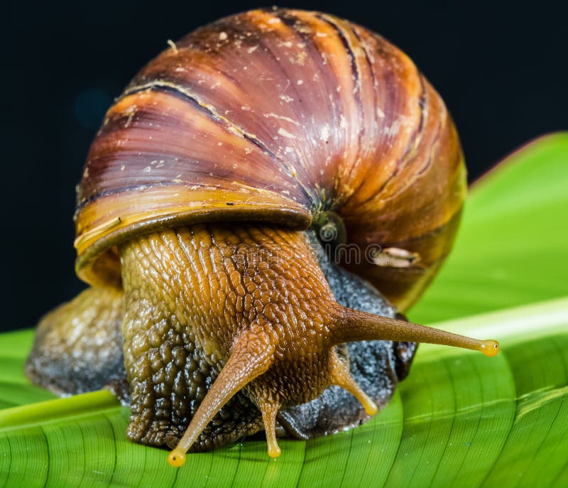 Snail On Leaf Picture. Image: 82987268