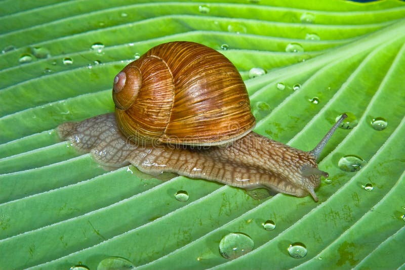 Snail on leaf stock photo. Image of flower, housing, slime - 9575766
