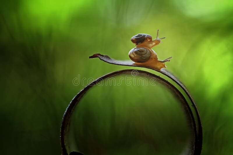 Snail on Leaf of Bamboo stock image. Image of mushrooms - 191061031