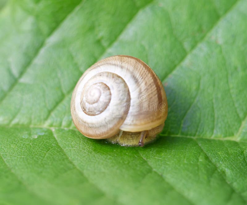 Snail on the leaf stock photo. Image of isolated, move - 41420018