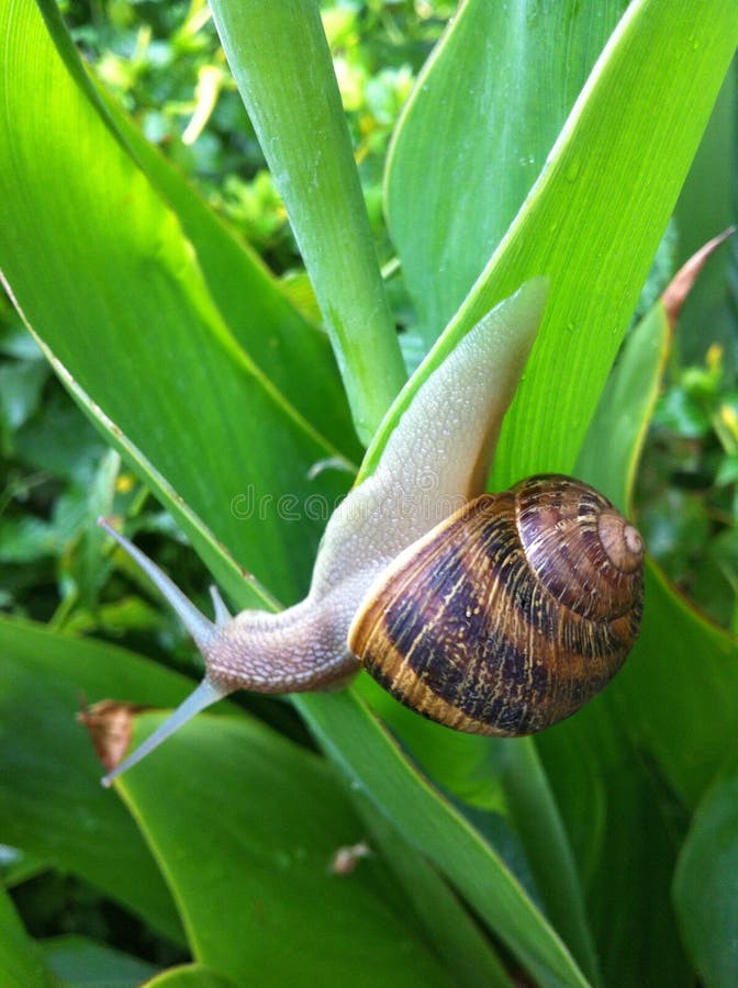 Snail on Leaf stock photo. Image of wildlife, animal - 74233972