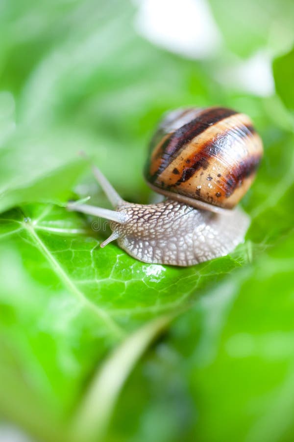 Snail on a leaf stock photo. Image of hungry, curious - 45444420