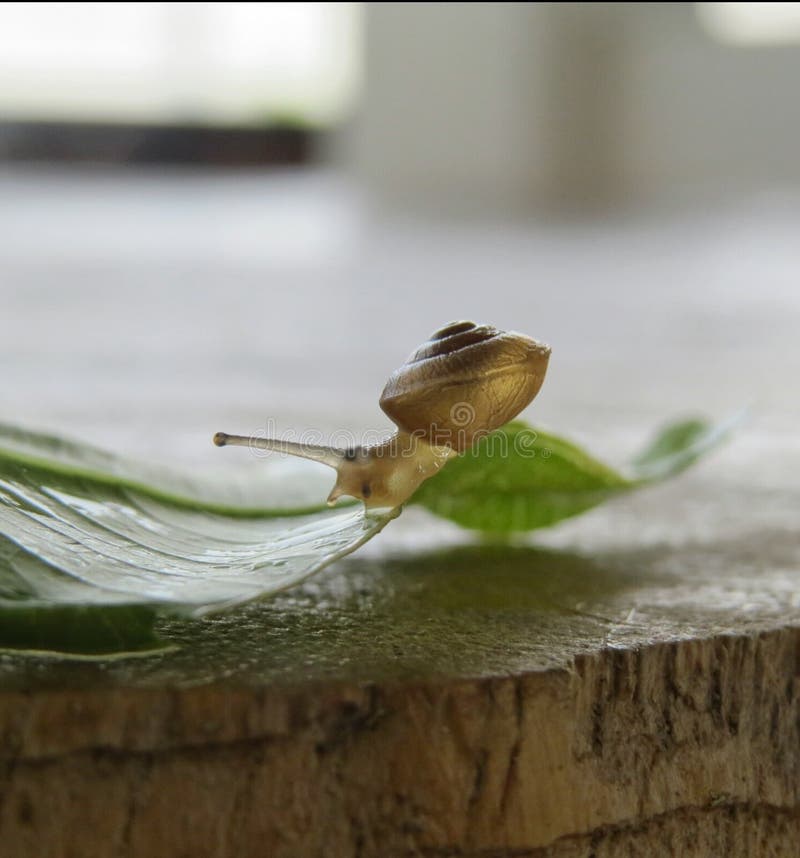 Snail on leaf stock image. Image of outdoor, small, house - 74339001