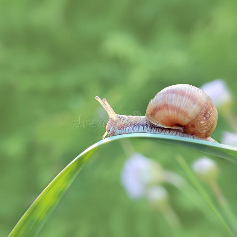 Snail on leaf stock image. Image of beauty, macro, green - 45381585