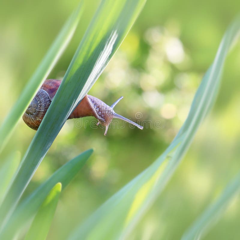 Snail on leaf stock image. Image of small, green, slow - 45381595