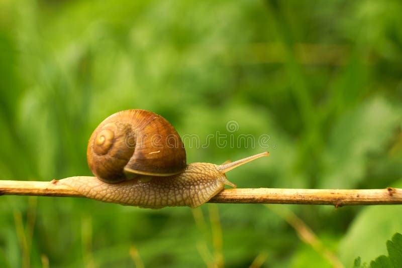 Snail on leaf stock image. Image of invertebrate, leaf - 123364983