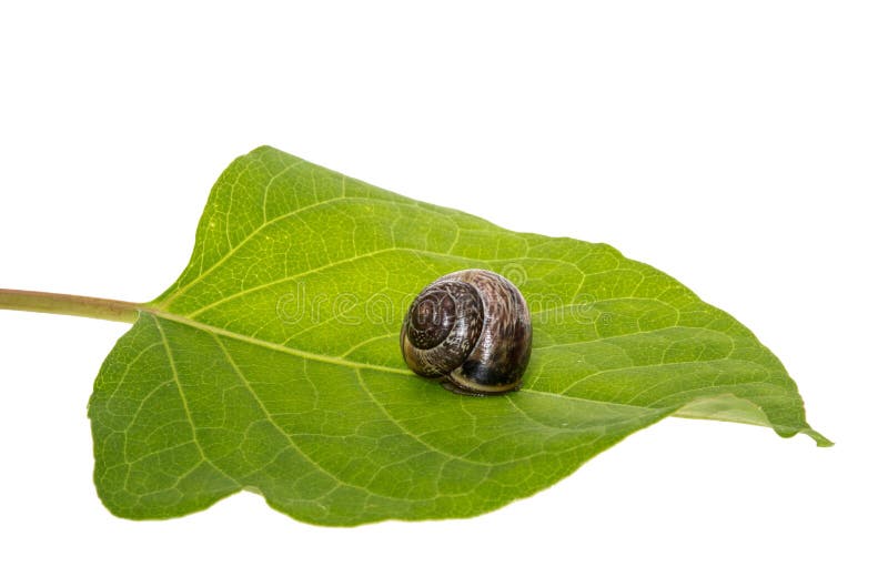 Snail on a leaf stock photo. Image of crawling, nature - 72607012