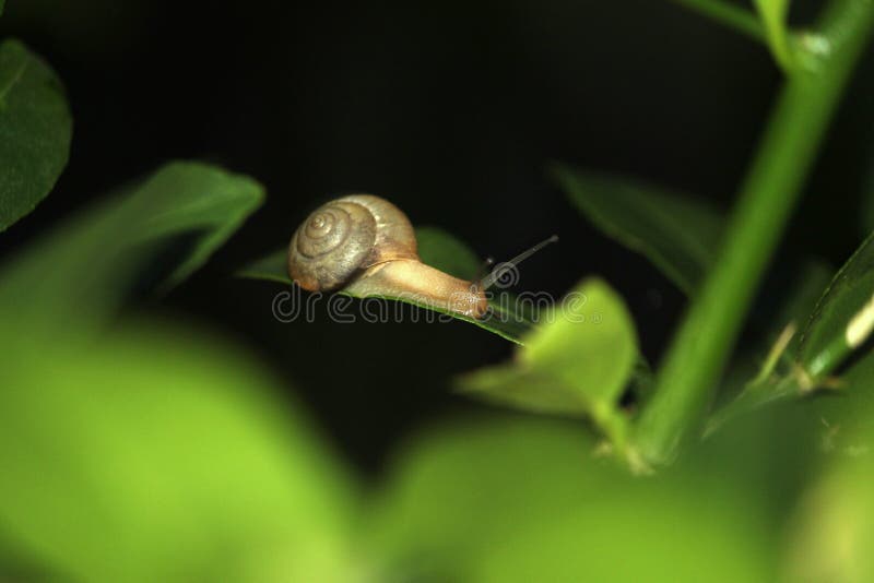Snail on leaf at night stock photo. Image of guinea, papua - 50196024