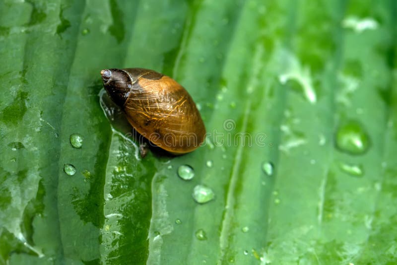 Snail. Leaf of a plant. stock photo. Image of closeup - 111201582