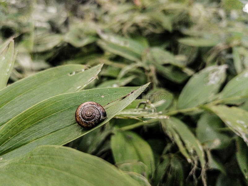 Snail on a leaf stock photo. Image of invertebrate, animal - 230562962