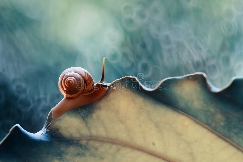 Snail on Leaf stock photo. Image of plant, leaf, wild - 191059854