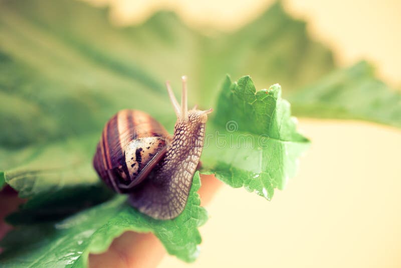 Snail on a leaf standing stock image. Image of organic - 45444493