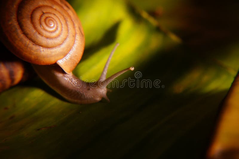 Snail in Leaf with Tropical . Snail on Dry Leaf. Slow Animals Stock ...
