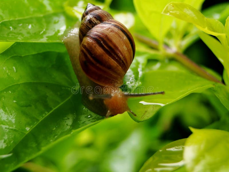 Snail in a Leave after Rain Stock Image - Image of slow, insect: 11784793