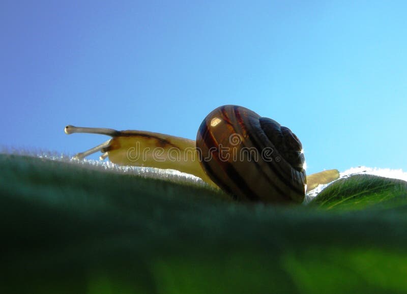 Snail stock photo. Image of spring, summer, green, nature - 43456212