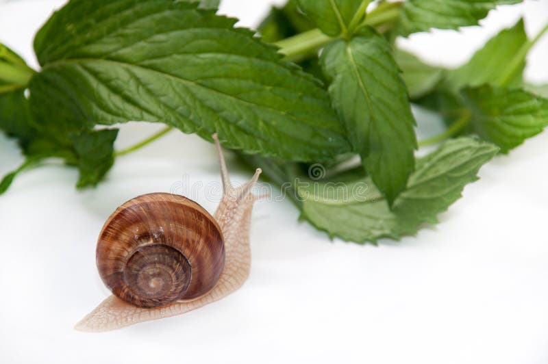 Snail on the Leaves of Mint Stock Photo - Image of moving, shiny: 55003666
