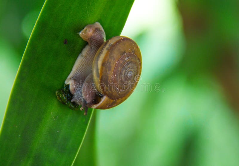 The Snail is on the Leaves of Orchids. Stock Photo - Image of macro ...