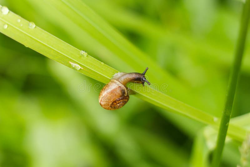 Snail on leaves after rain stock image. Image of outdoors - 277215847
