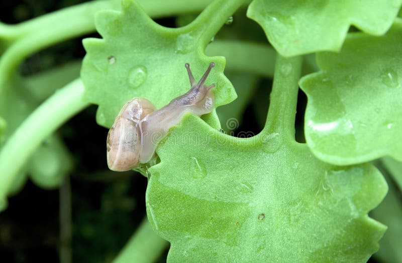Snail and leaves stock image. Image of meeting, lonely - 98145091