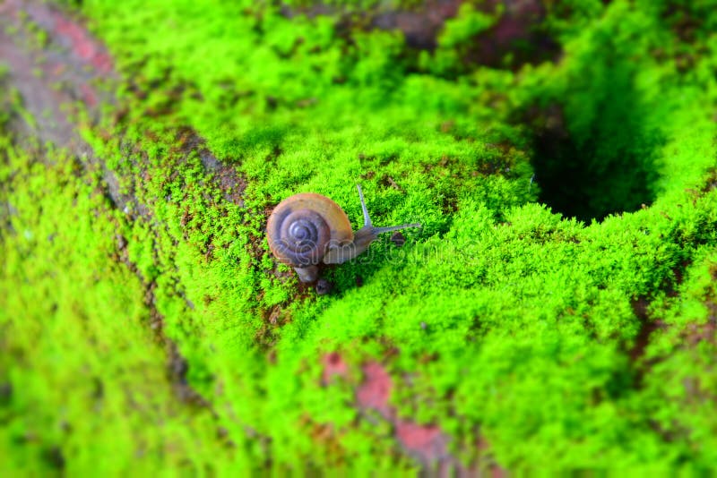 Snail life stock photo. Image of nature, snails, beautiful - 94312126