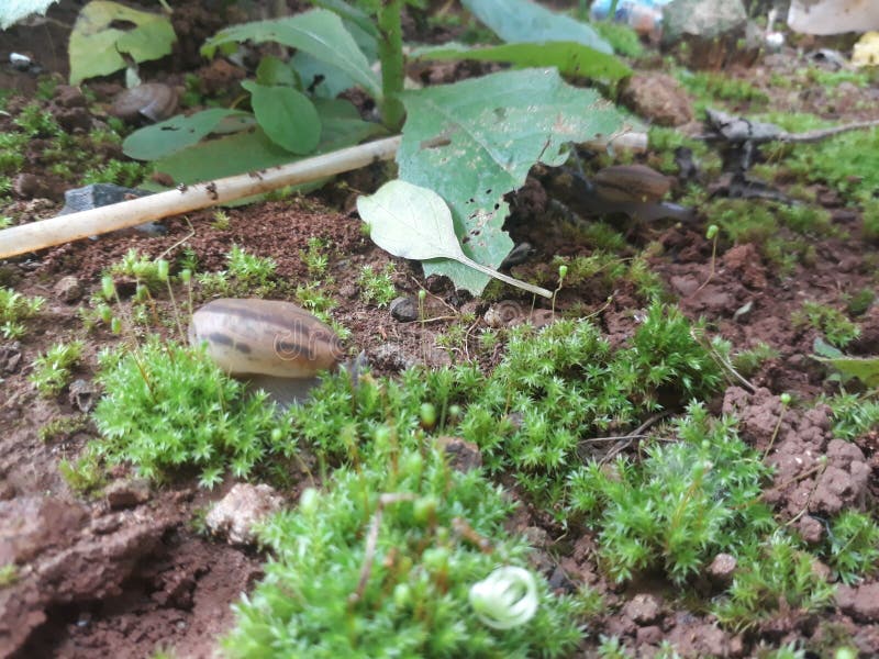 945 Strong Snail Stock Photos - Free & Royalty-Free Stock Photos from ...