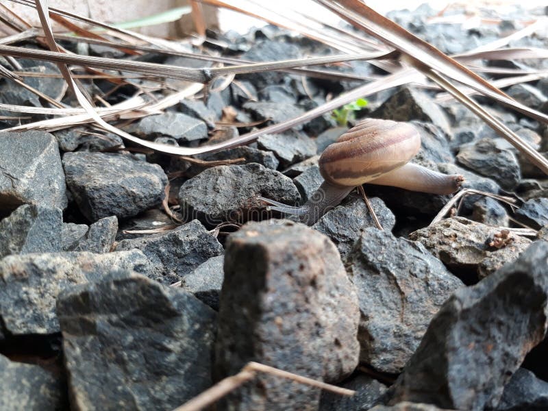 Snail life stock photo. Image of slow, life, stop, snail - 97992348