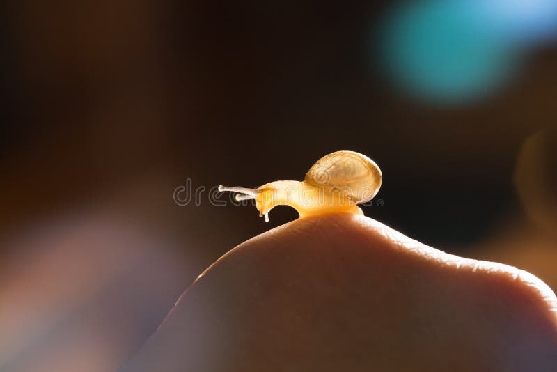 Snail stock photo. Image of translucent, animal, black - 82168958